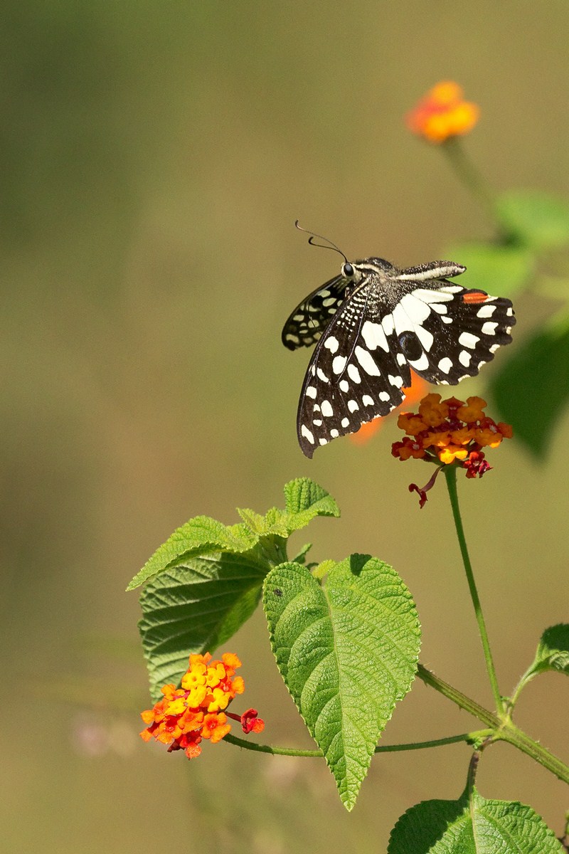 Leptiri plešu svoj zadnji ples - Ludens Media - Svijet je u oku promatrača