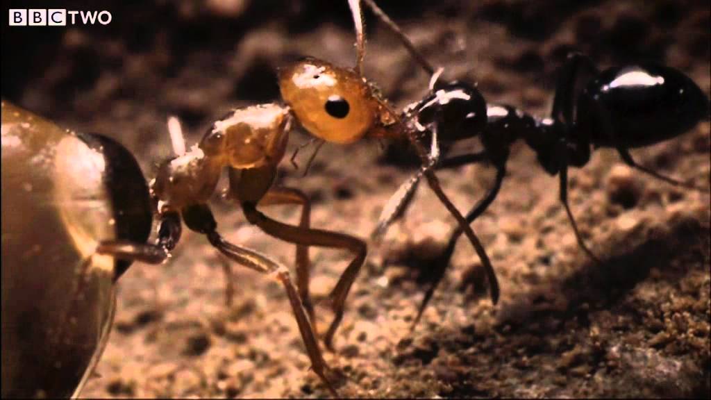 I mravi ratuju... - Ludens Media - Svijet je u oku promatrača