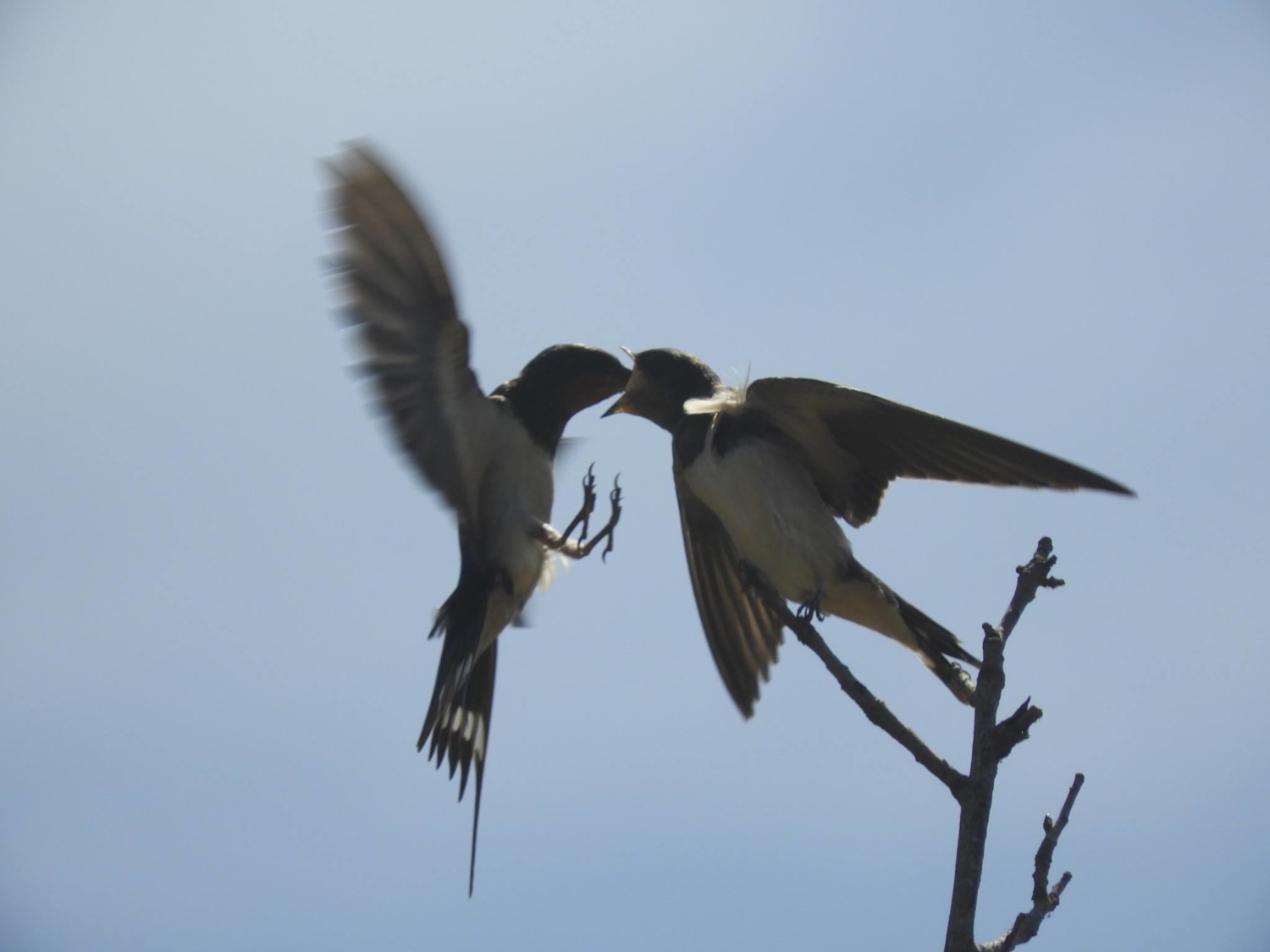 Lastavica pokućarka - Ludens Media - Svijet je u oku promatrača