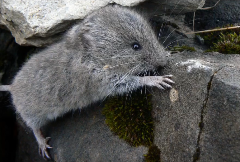 Dinarska voluharica - Ludens Media - Svijet je u oku promatrača