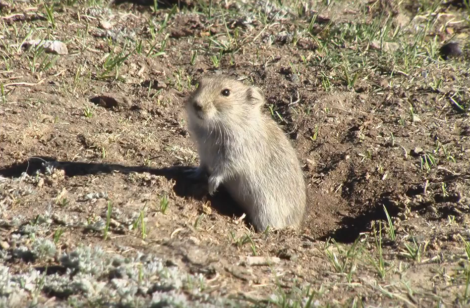 Dinarska voluharica - Ludens Media - Svijet je u oku promatrača