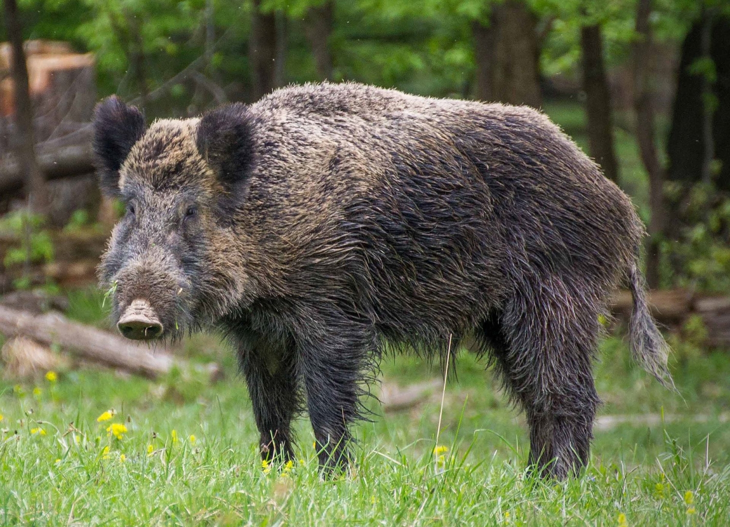 Kuda idu divlje svinje - Ludens Media - Svijet je u oku promatrača