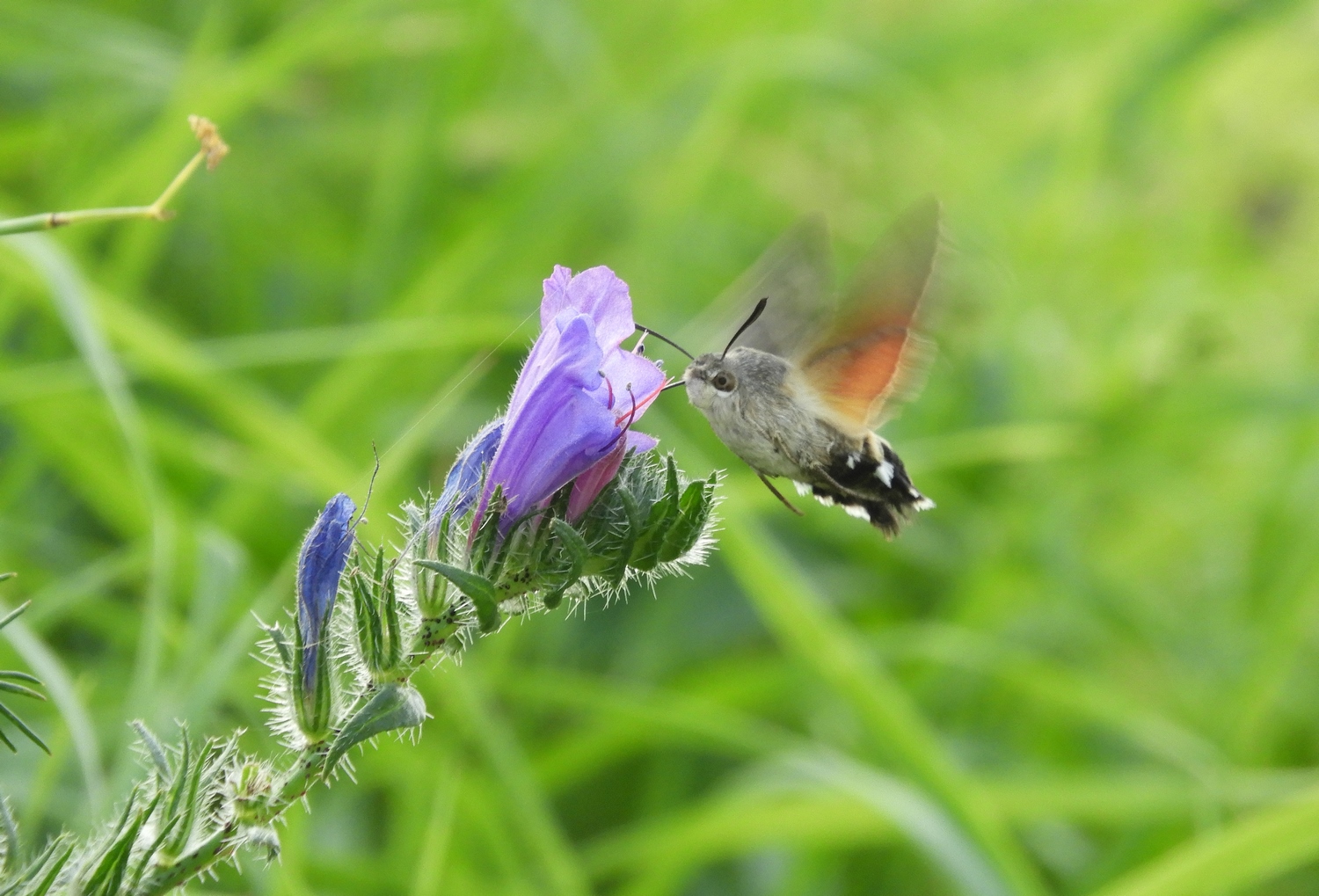 Leptir kolibrić - Ludens Media - Svijet je u oku promatrača