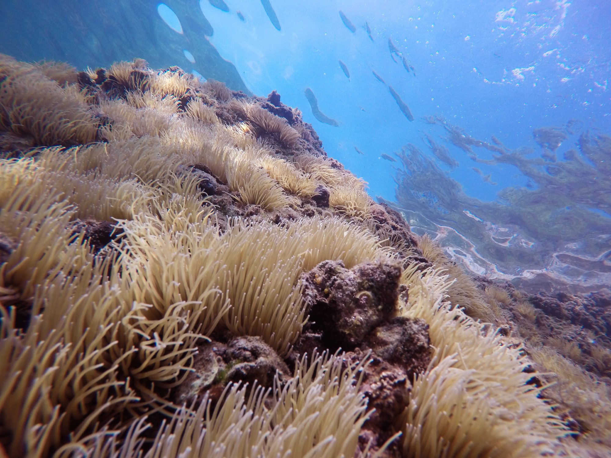 smeđa vlasulja - Ludens Media - Svijet je u oku promatrača