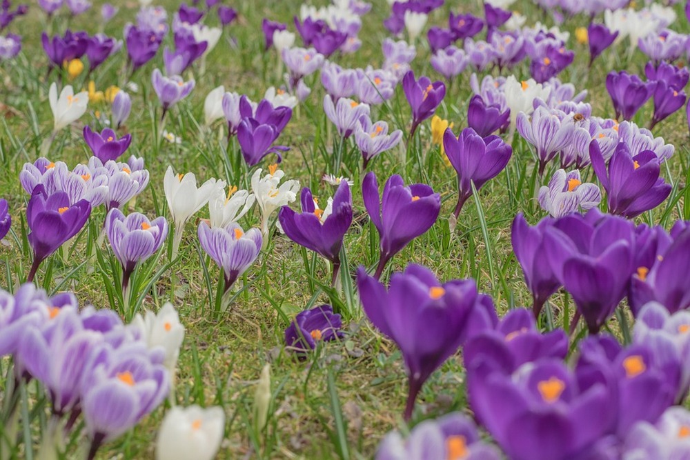 Šafran - Ludens Media - Svijet je u oku promatrača