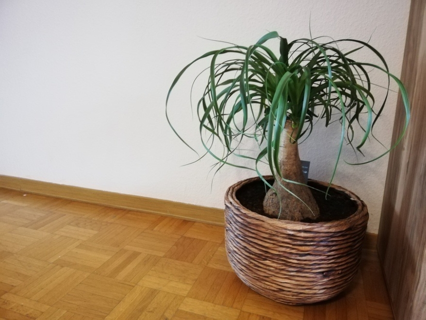 Slonova noga - idealna sobna biljka za lijenčine - Ludens Media ...